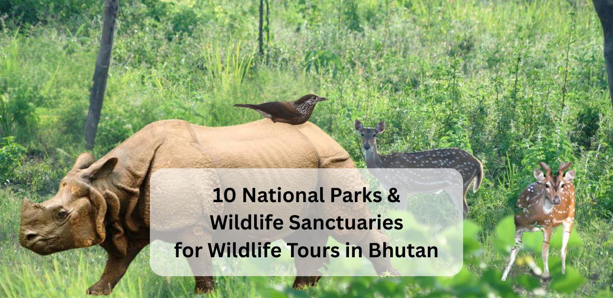 Top 10 Destinations for Wildlife Tours in Bhutan- Bhutan Jewel Travel